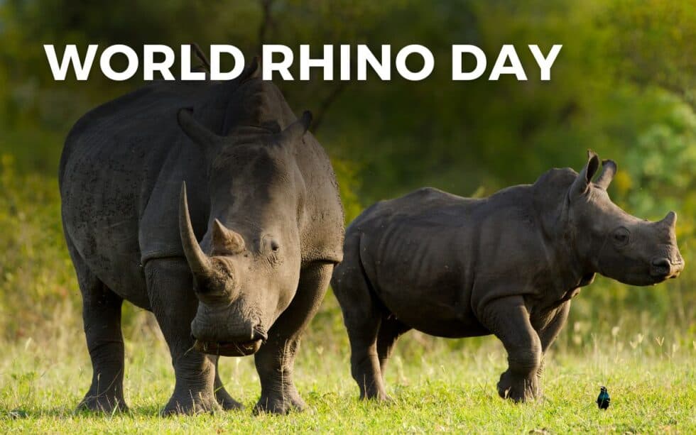 WORLD RHINO DAY - September 22, 2024 - Angie Gensler